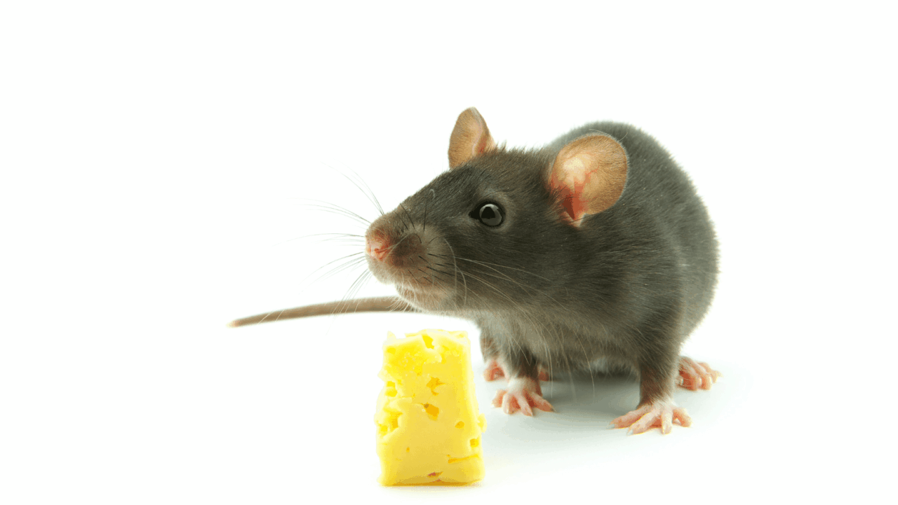 Rodents | Best Pest Control Service in NC | Kind Pest Control