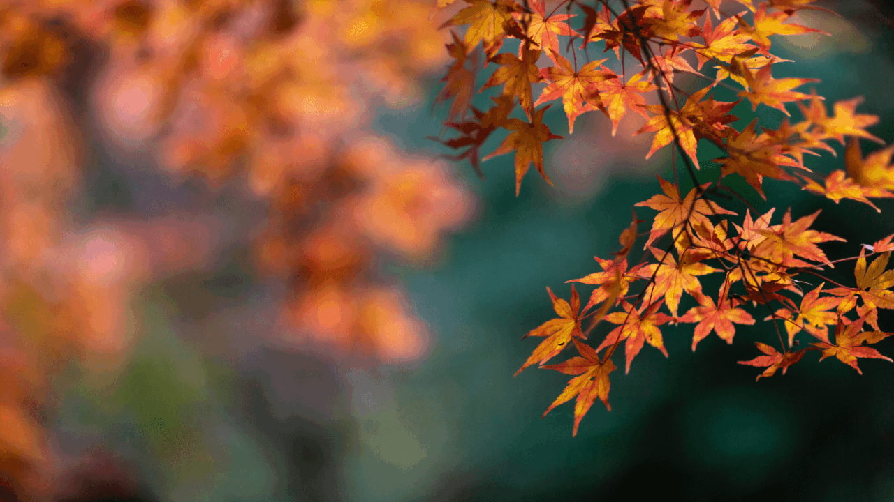 Fall in Raleigh | #8 Best Points For Fall | Kind Pest Control